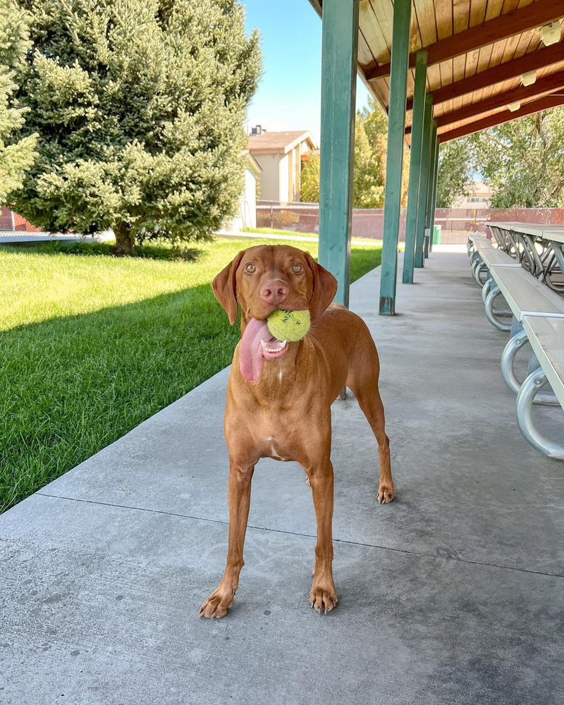 Air-Dried Dog Food | Human Grade Dog Food | Elevate Pet Provisions