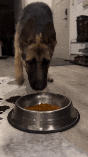 Elevate Pet Provisions | Premium Pet Food Products