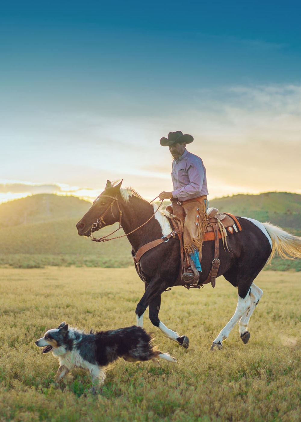 Elevate Pet Provisions | Premium Pet Food Products