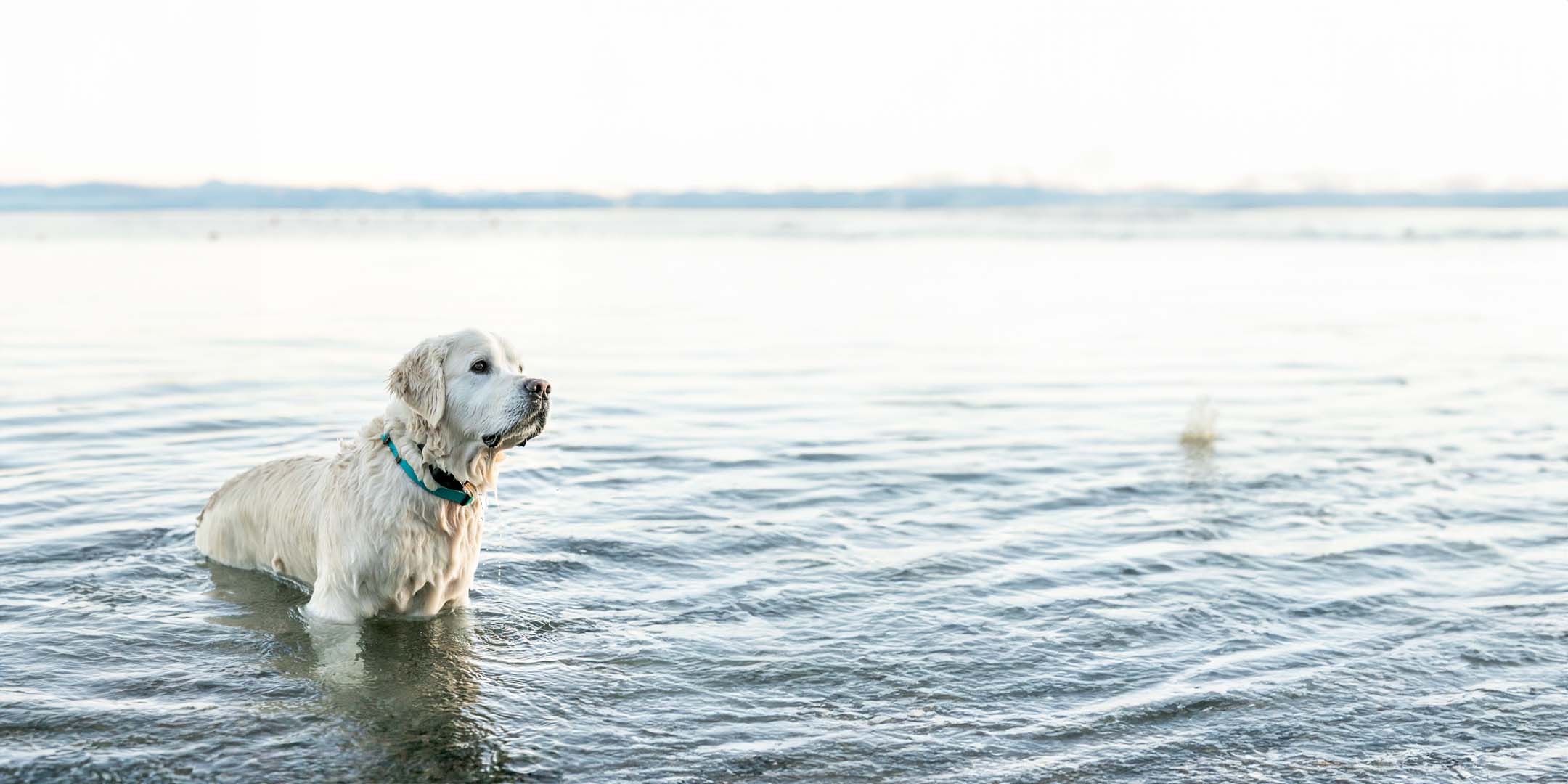 Subscriptions – Elevate Pet Provisions